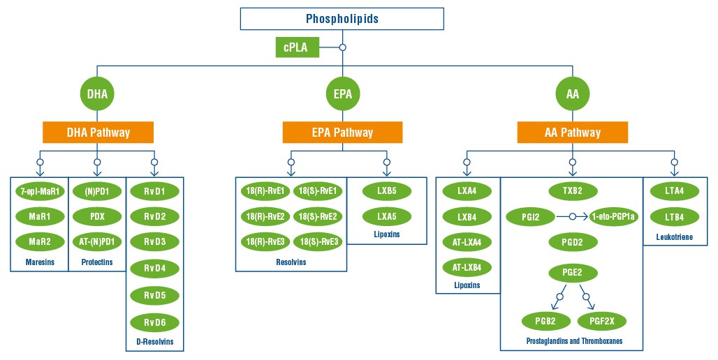 DHA & IMMUNITY - Fermentalg - Algae you can trust